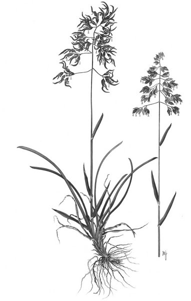 Rispengras, Alpen- - eAGFF – Fachwissen im Futterbau