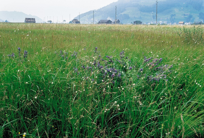 Streue-Wiese - eAGFF – Fachwissen im Futterbau