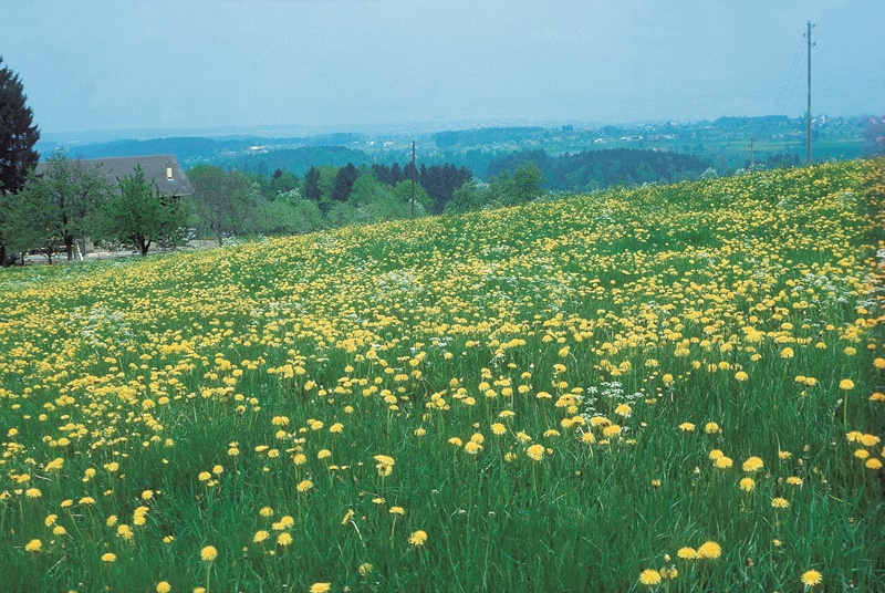 Prairie de fauche-pâture à ray-grass anglais et à pâturin des prés ...