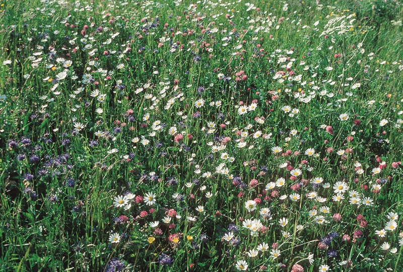 Goldhafer-Wiese - eAGFF – Fachwissen im Futterbau